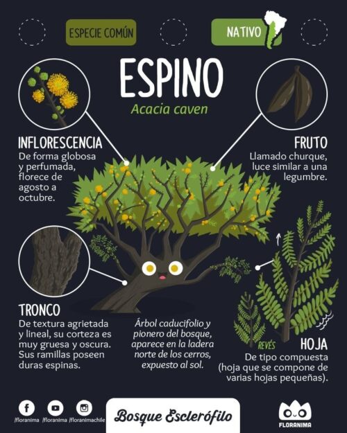 Descubre el Bosque Esclerófilo con Floranima! - Aire Libre Educación ...